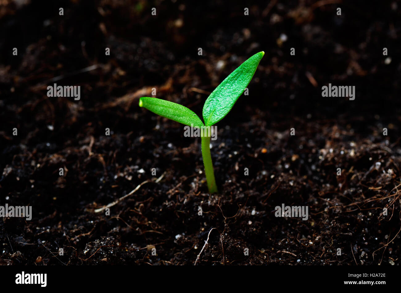 Green young sprout growing from ground Stock Photo - Alamy