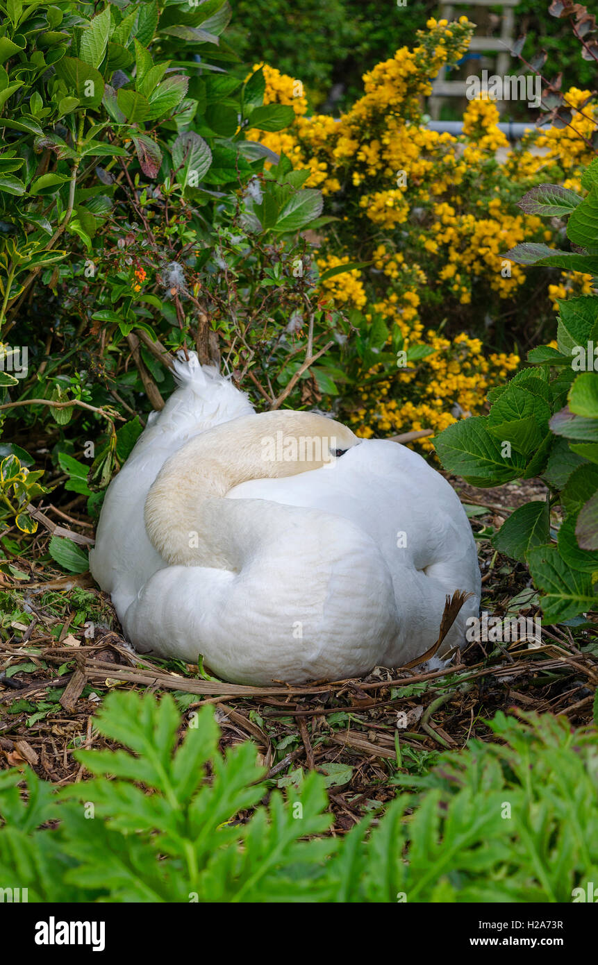 A female Mute Swan sitting on nest Stock Photo - Alamy