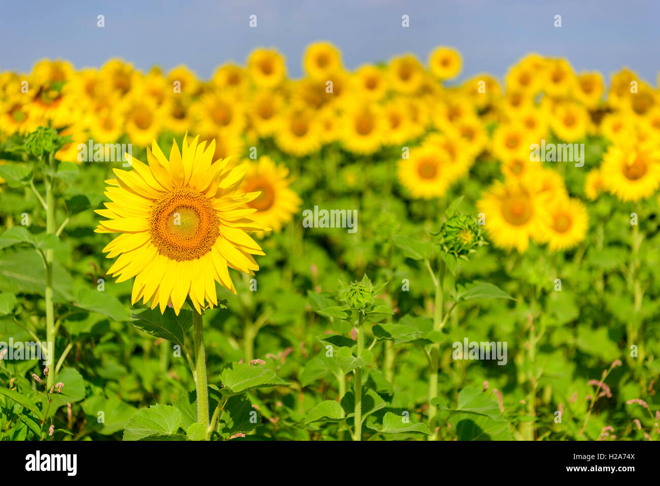 sunflowers, provence, south of france Stock Photo - Alamy