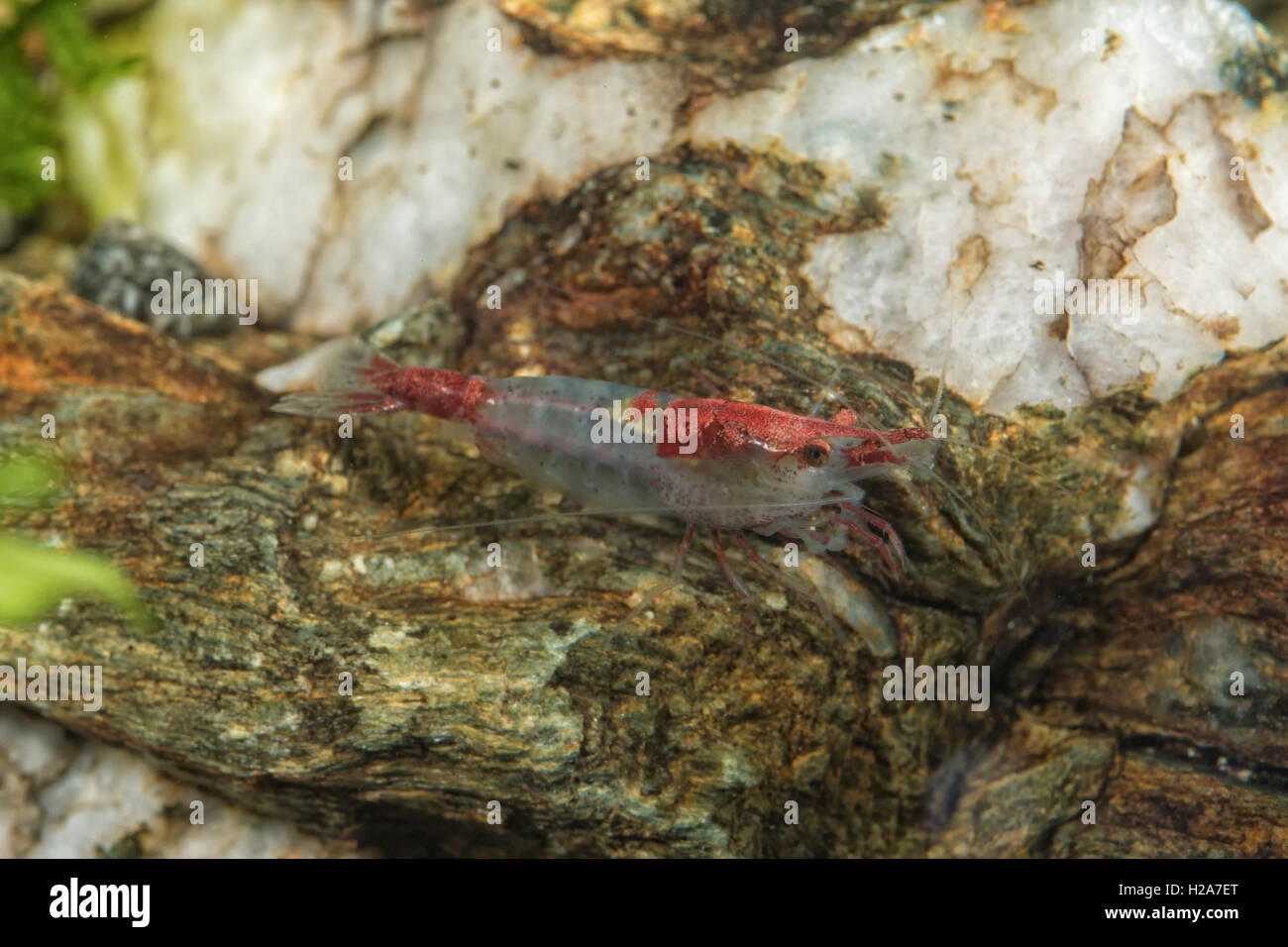 Red freshwater shrimp closeup shot in aquarium (genus Neocaridina Stock ...
