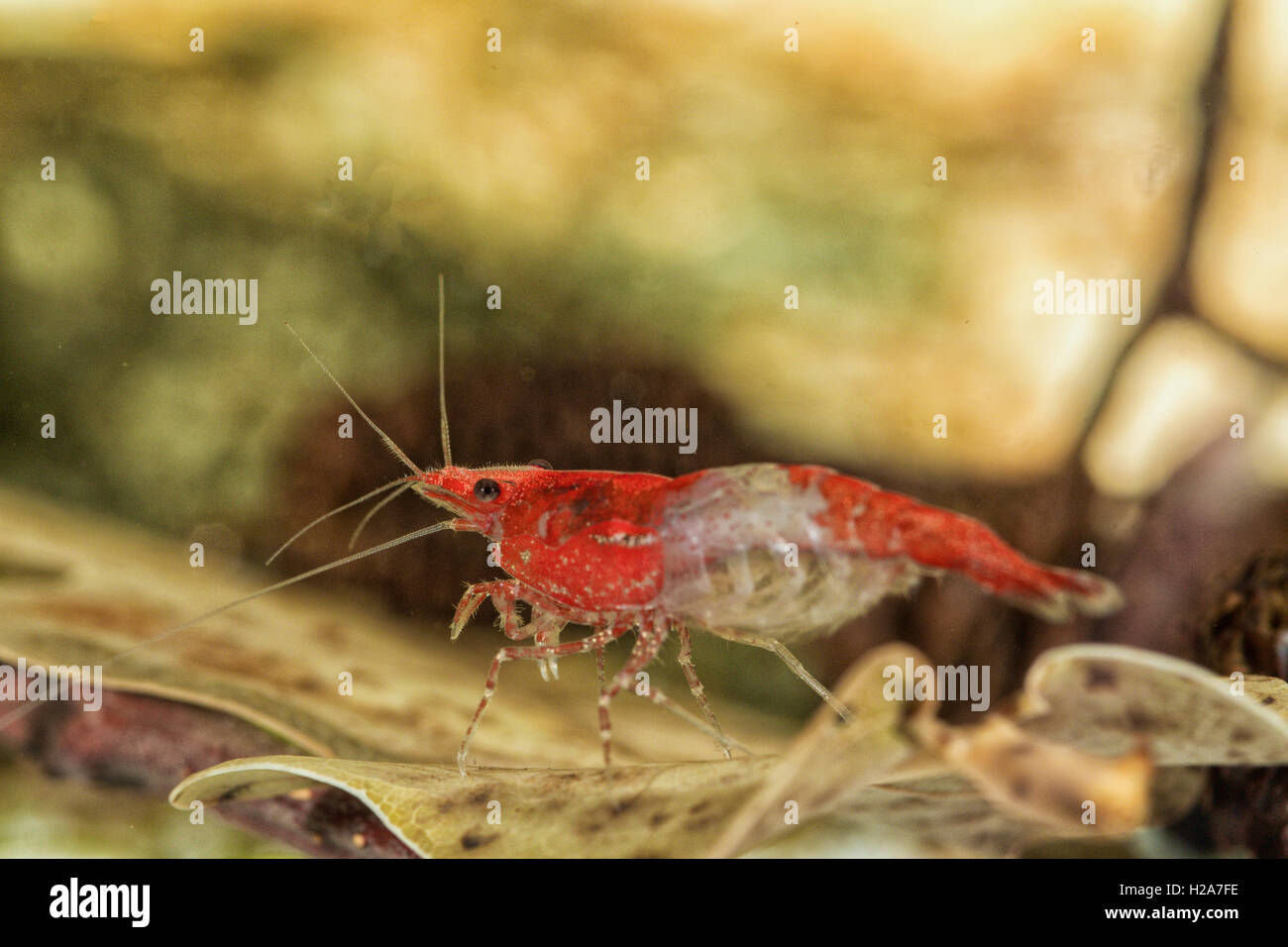 Red freshwater shrimp closeup shot in aquarium (genus Neocaridina Stock ...