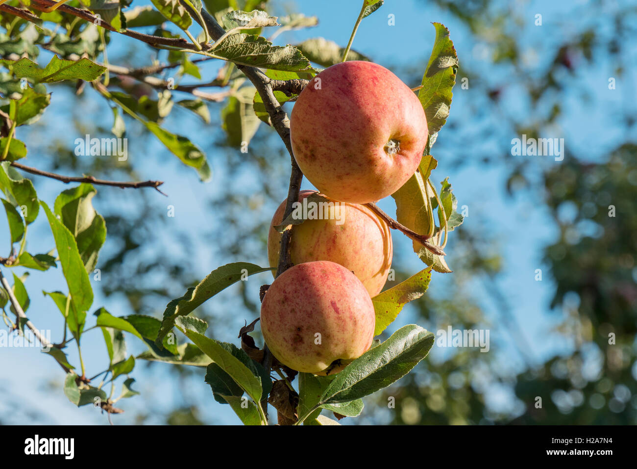 the beautiful red apples on a tree Stock Photo - Alamy