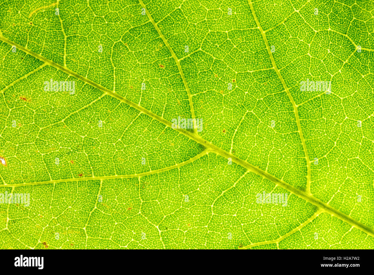 Leaf veins and textures hi-res stock photography and images - Alamy