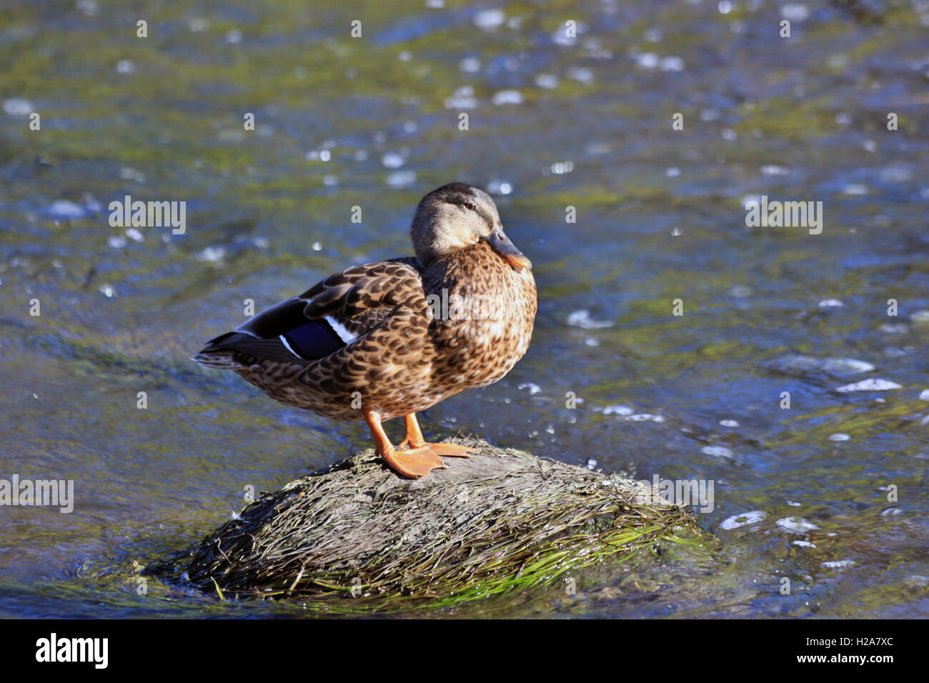Digital duck hi-res stock photography and images - Alamy