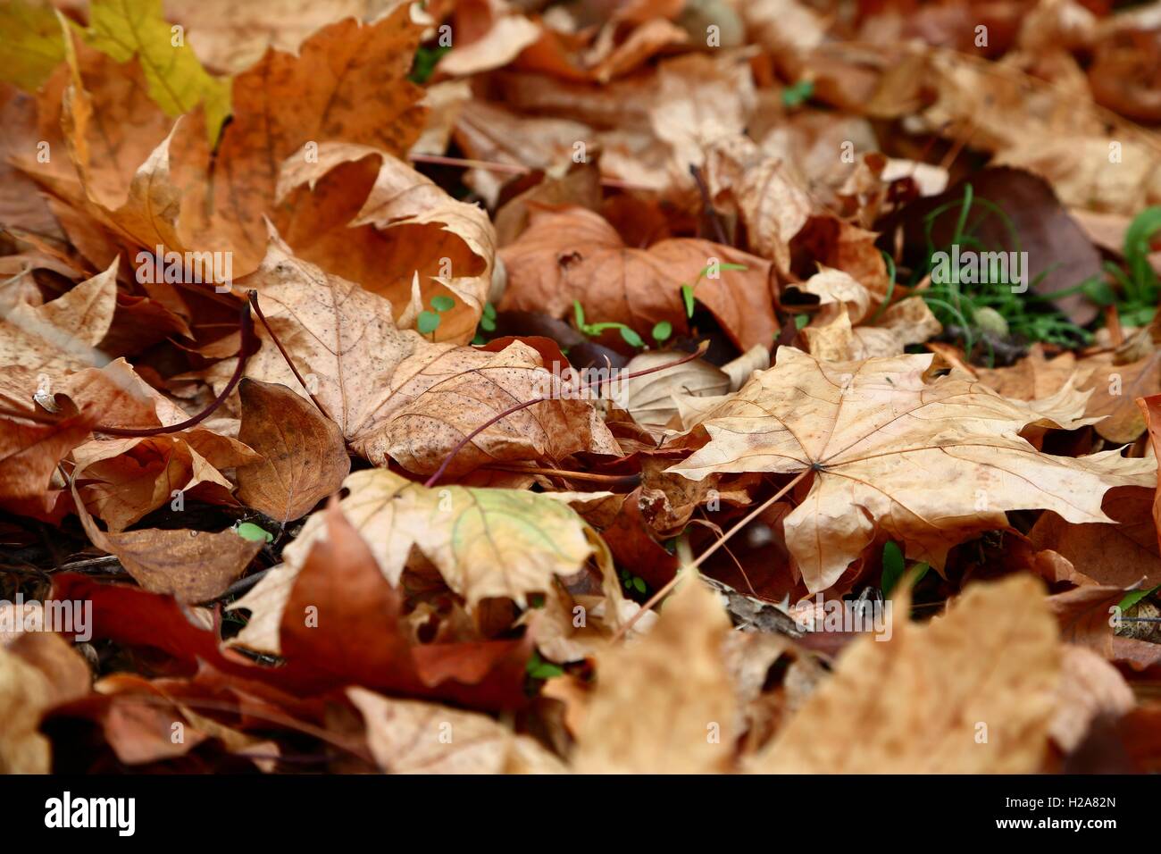 Fallen autumn leaves Stock Photo - Alamy