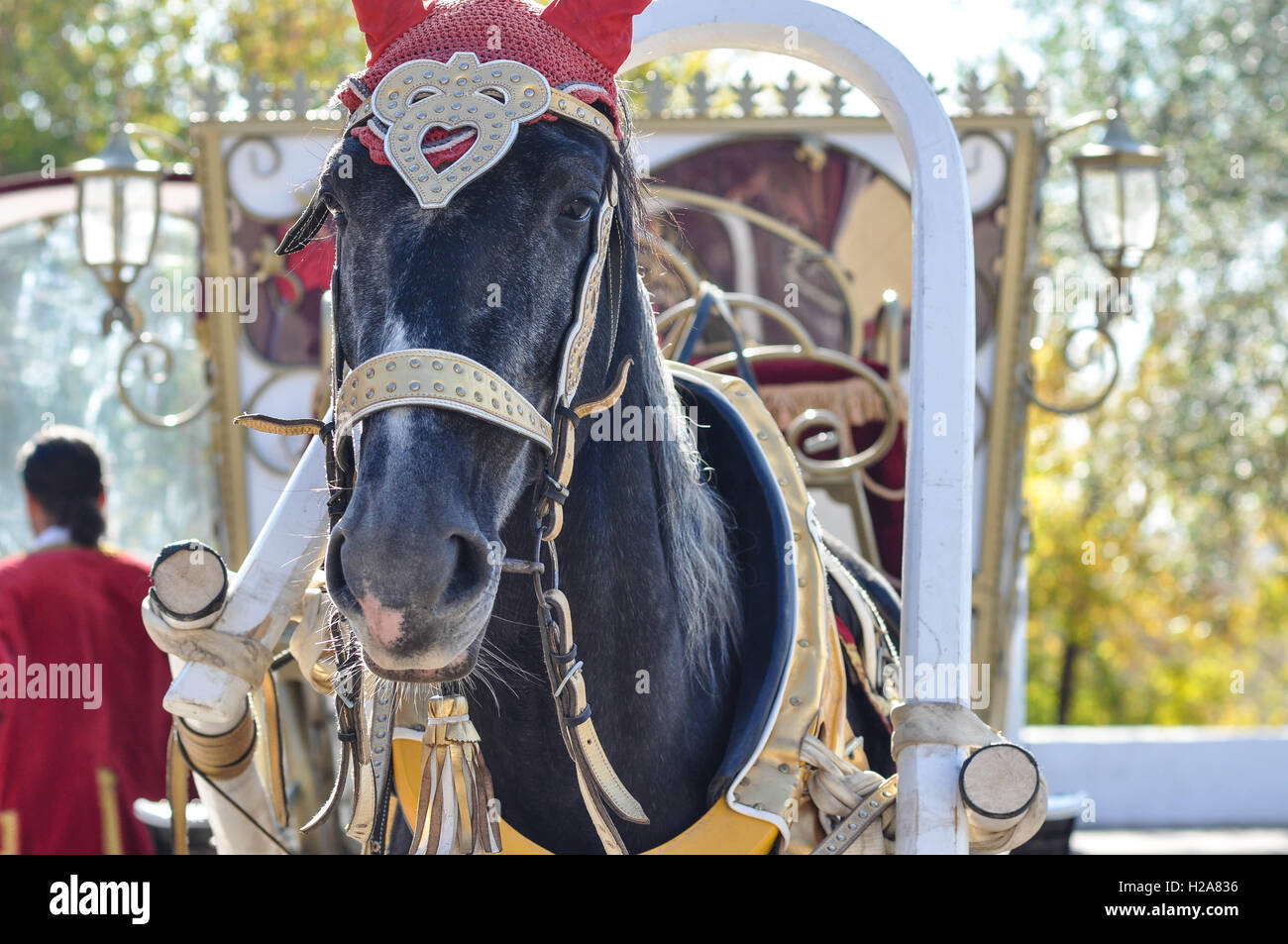 Wedding horse harnessed to a carriage for bride and groom Stock Photo ...