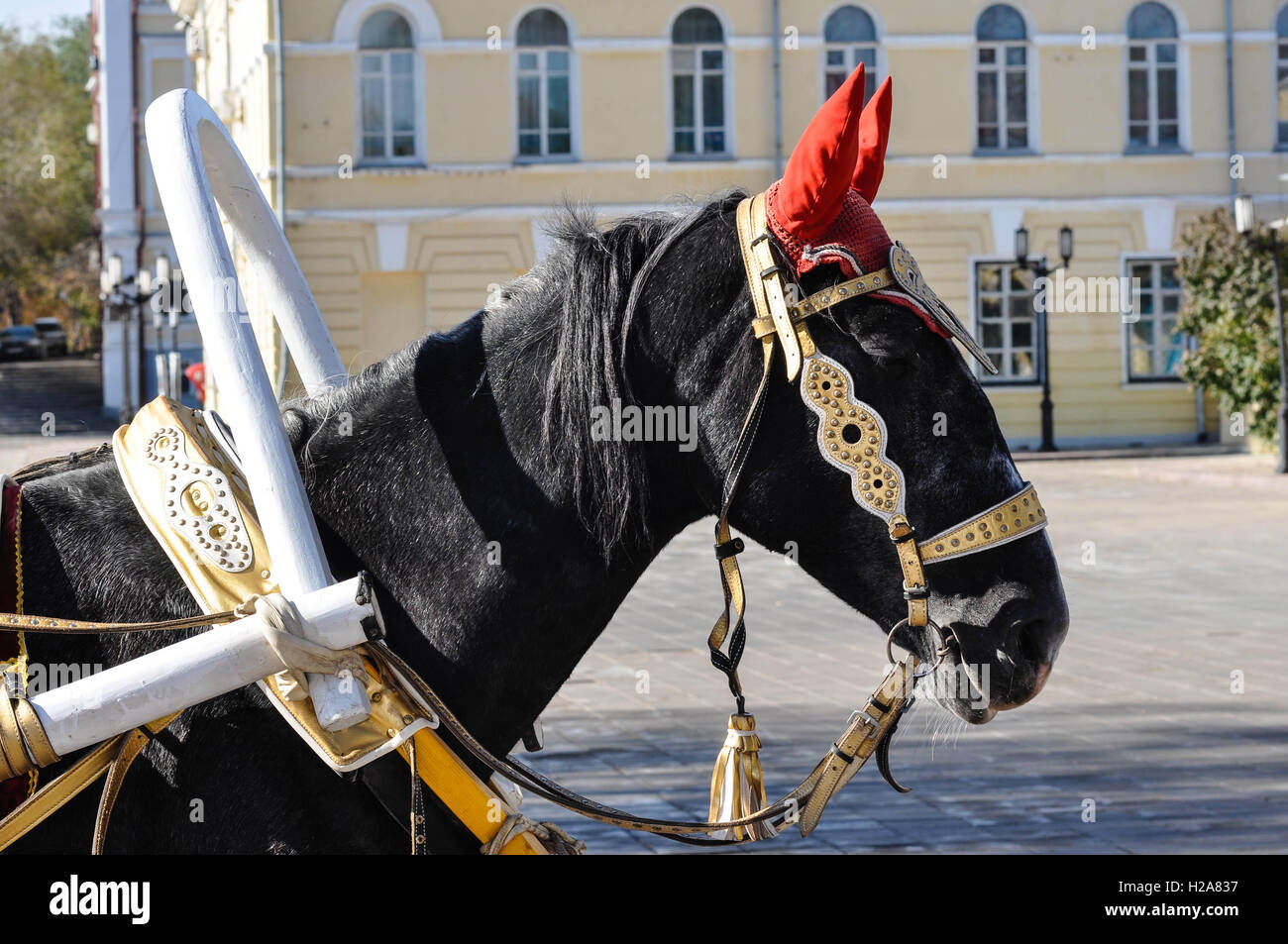 Wedding horse harnessed to a carriage for bride and groom Stock Photo ...