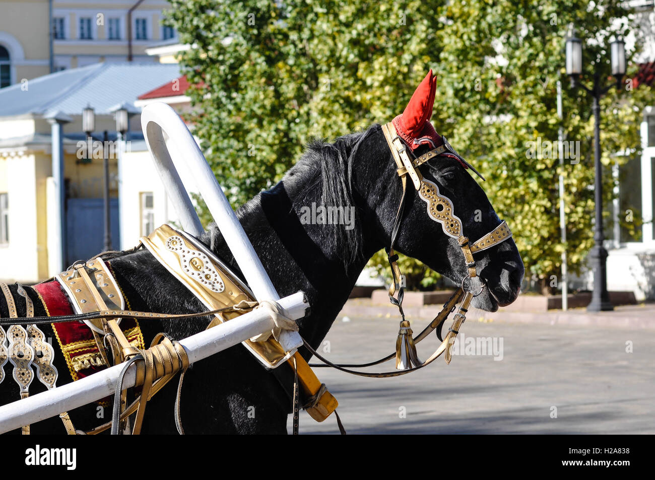 Wedding horse harnessed to a carriage for bride and groom Stock Photo ...