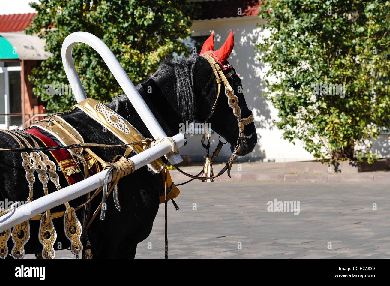 Wedding horse harnessed to a carriage for bride and groom Stock Photo ...
