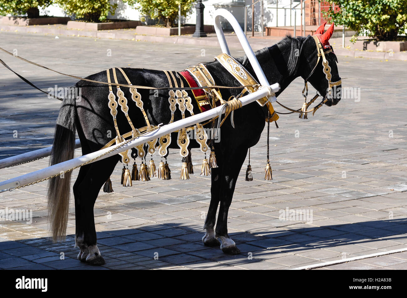 Wedding horse harnessed to a carriage for bride and groom Stock Photo ...