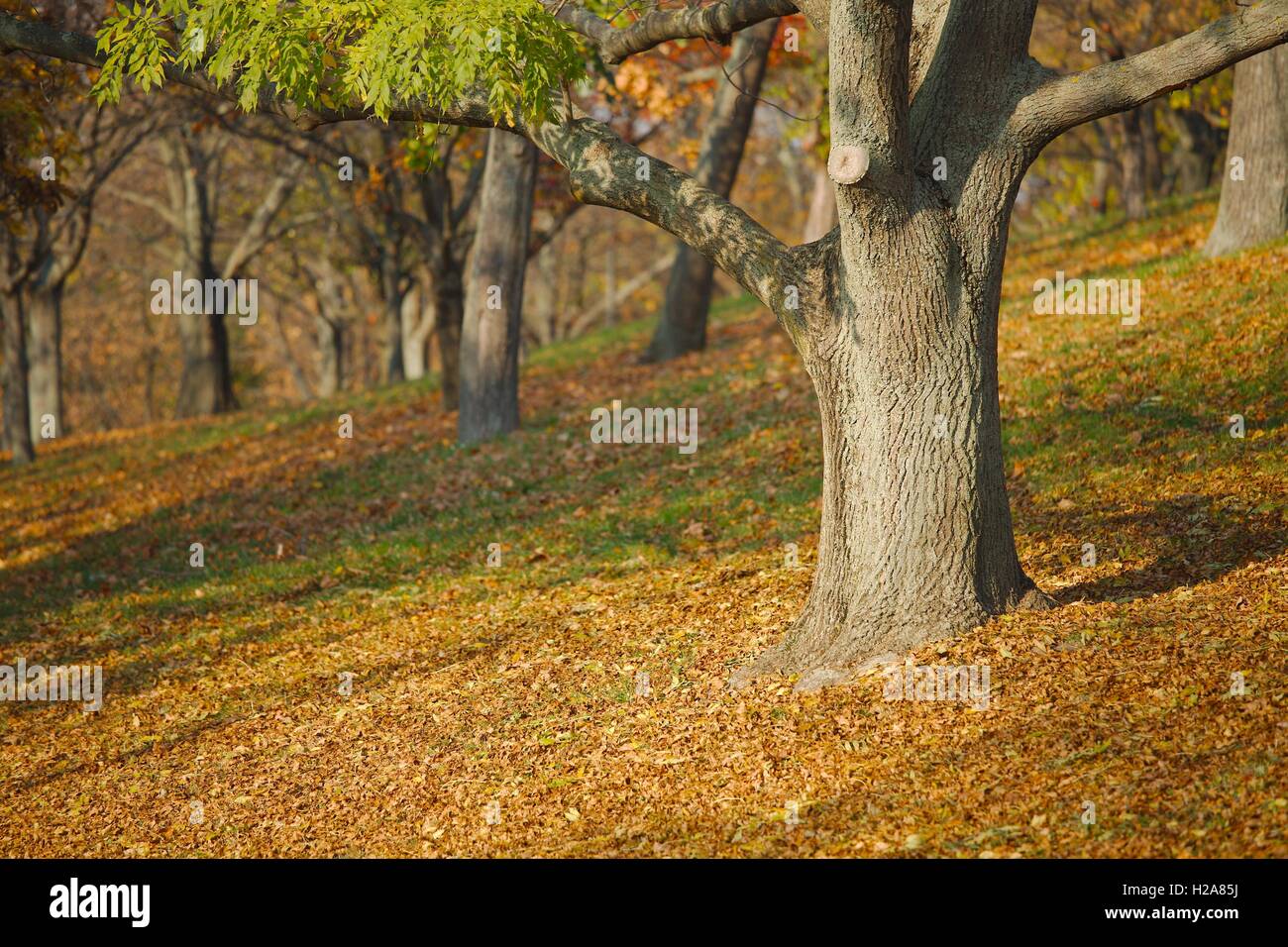 Autumn tree in park Stock Photo - Alamy