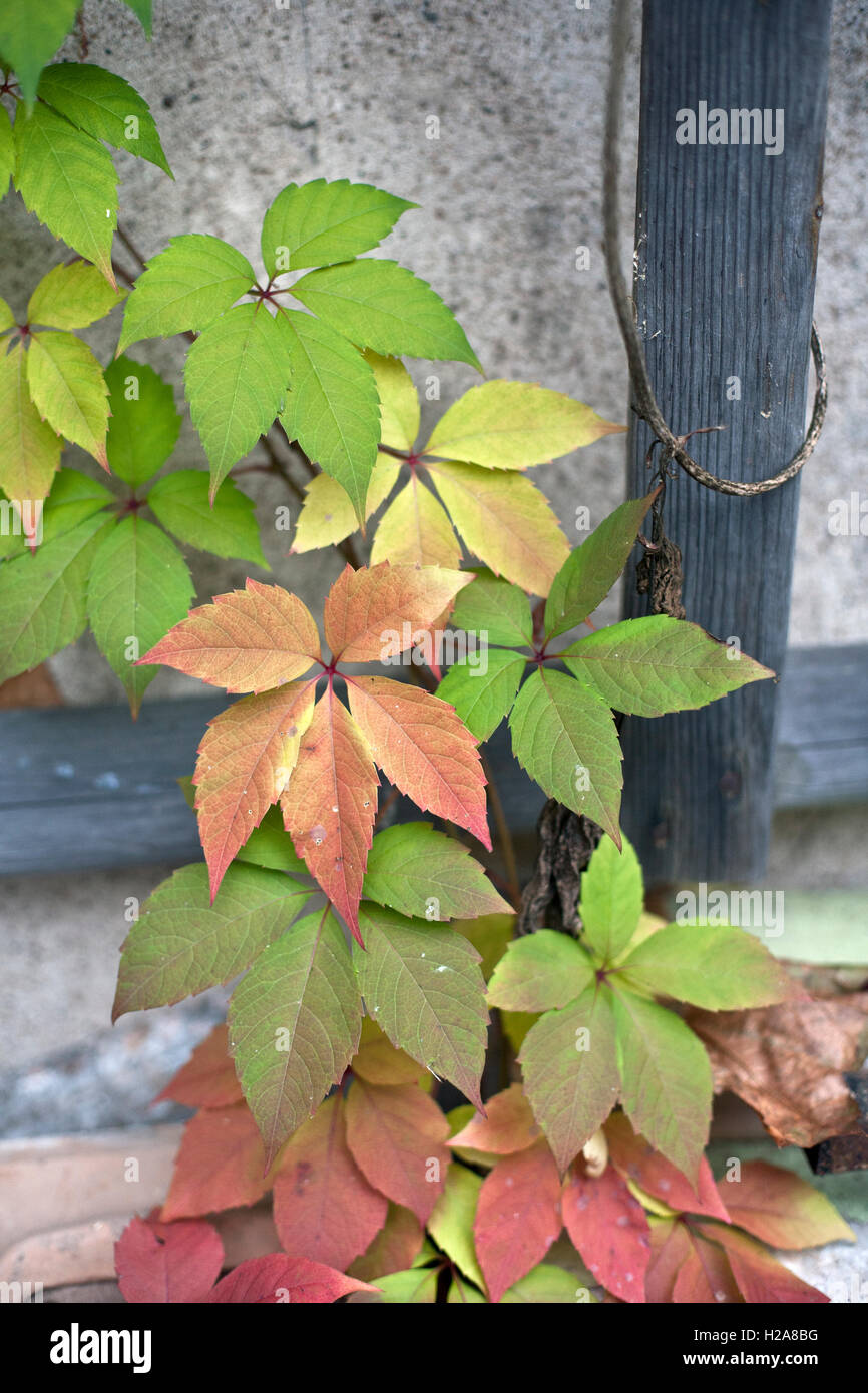 Parthenocissus quinquefolia, known as Virginia creeper, five-leaved ivy ...