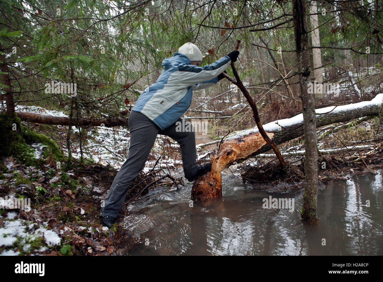 Woman crossing beaver dam river in Gauja National Park Latvia Stock ...