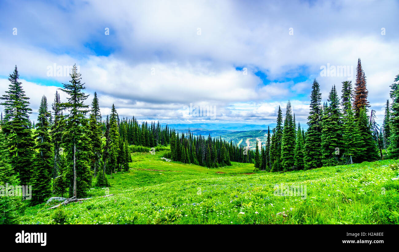Alpine forest hi-res stock photography and images - Alamy
