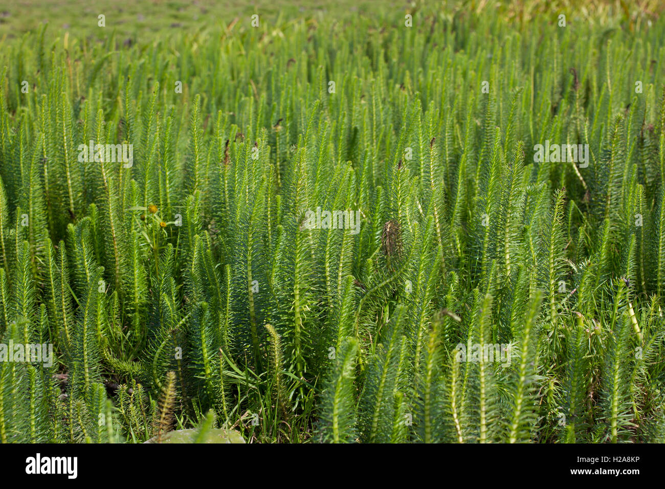 Common mare's tail Hippuris vulgaris. Aquatic water plant Stock Photo ...