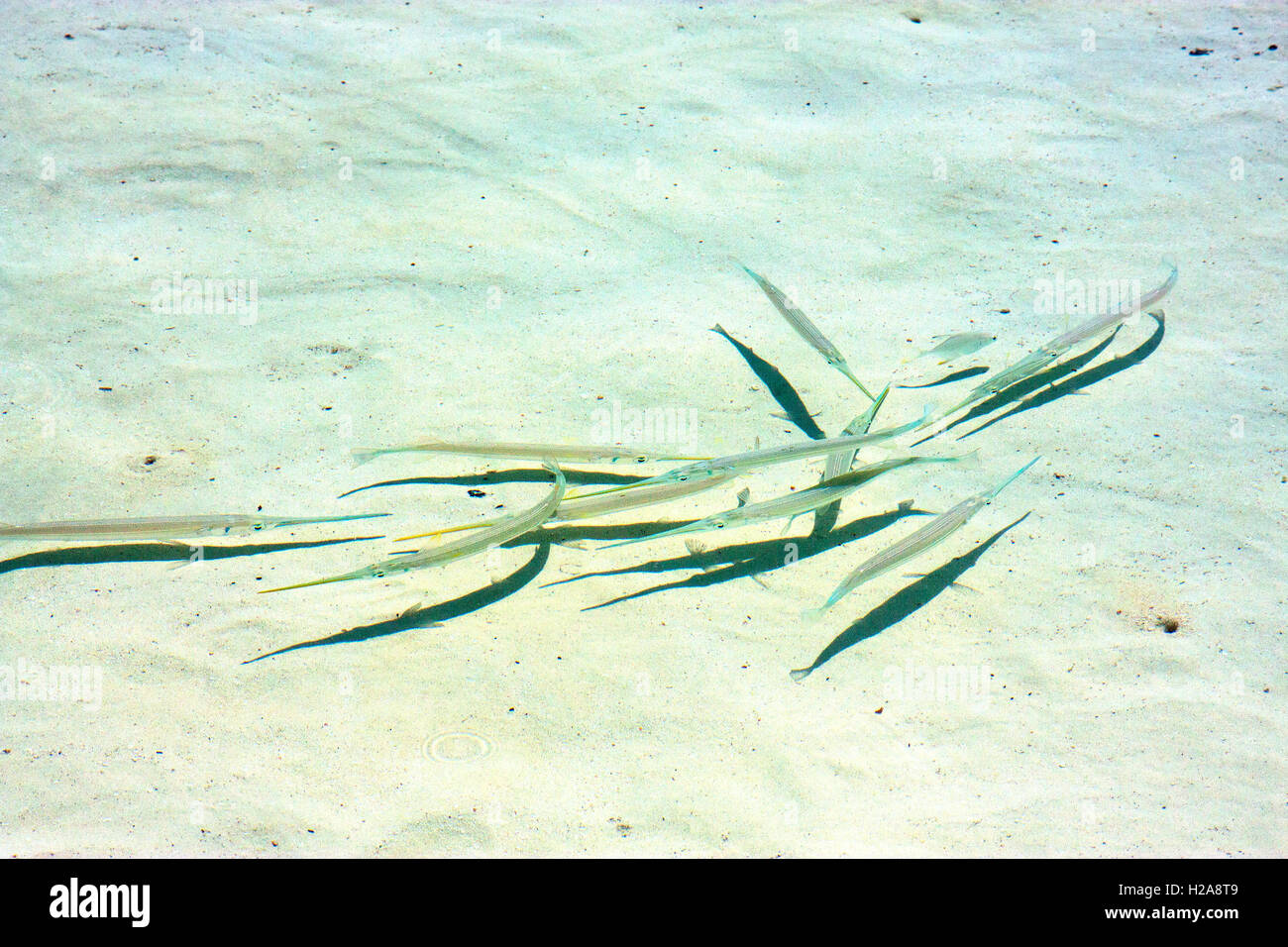 little fish isla contoy in mexico froath and foam the sea drop sunny ...