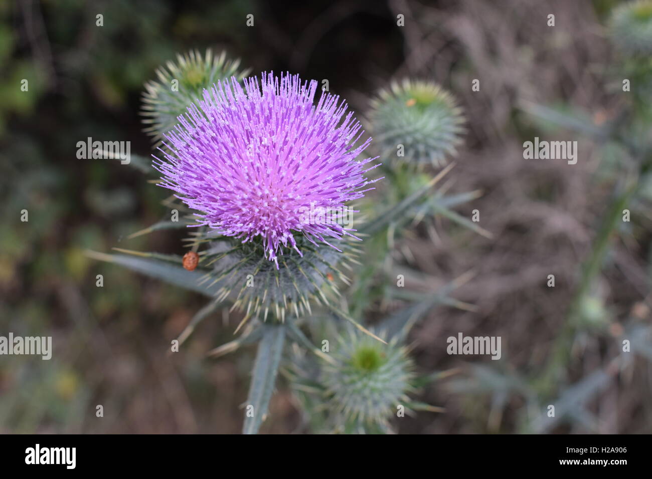 Purple thistle like flower hi-res stock photography and images - Alamy