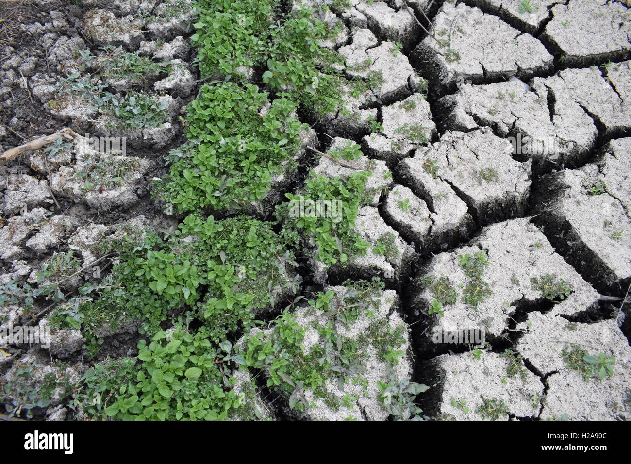 earth crack, dry swamp, green on dry Stock Photo - Alamy
