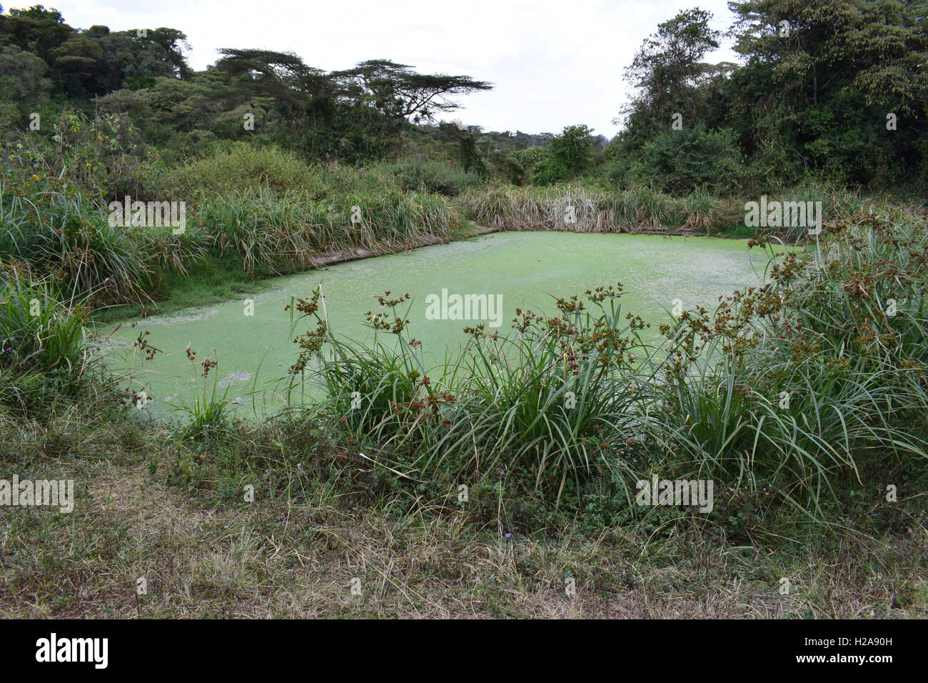 Swamp map hi-res stock photography and images - Alamy