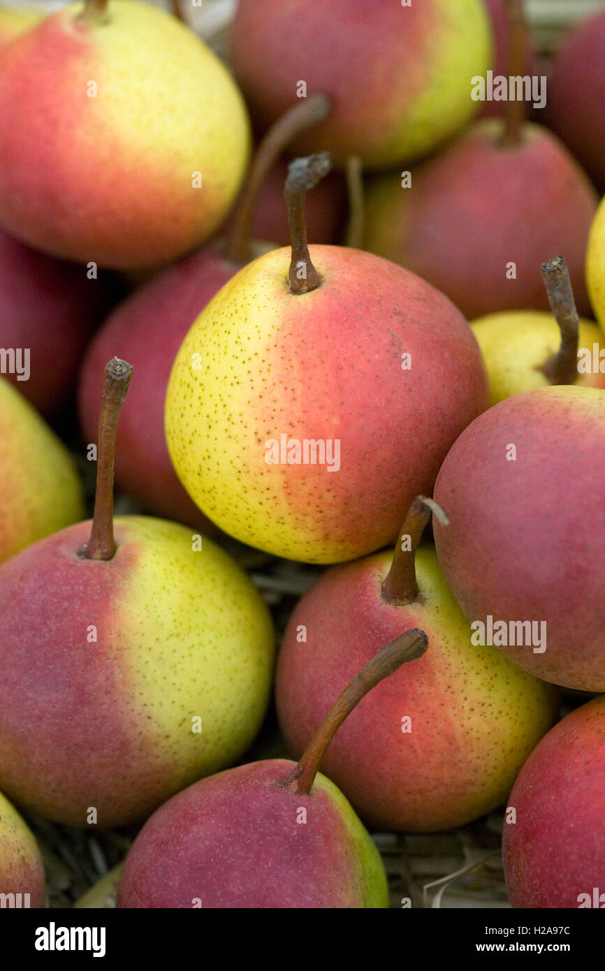 Perry pears hi-res stock photography and images - Alamy