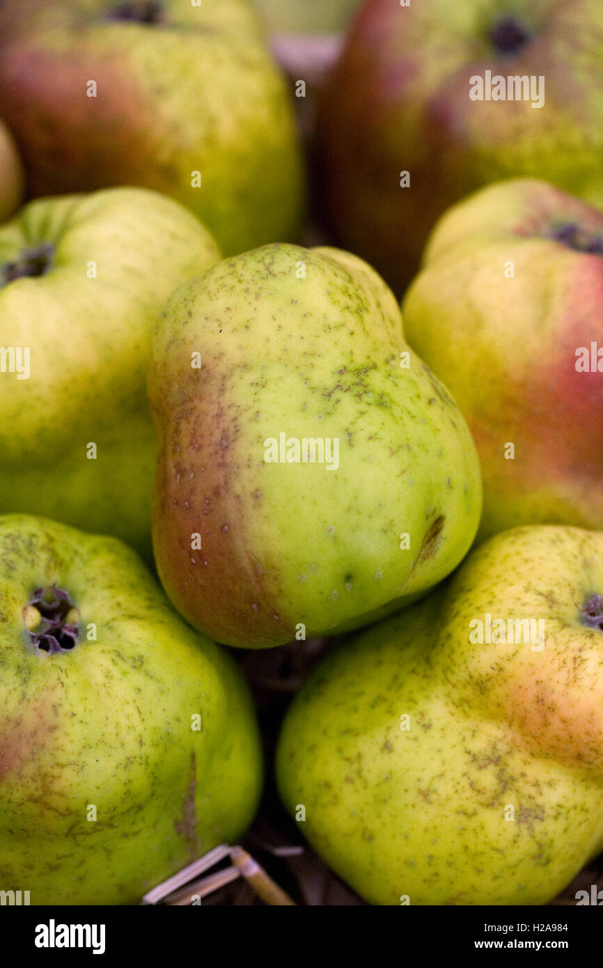 Pear shaped fruit hi-res stock photography and images - Alamy