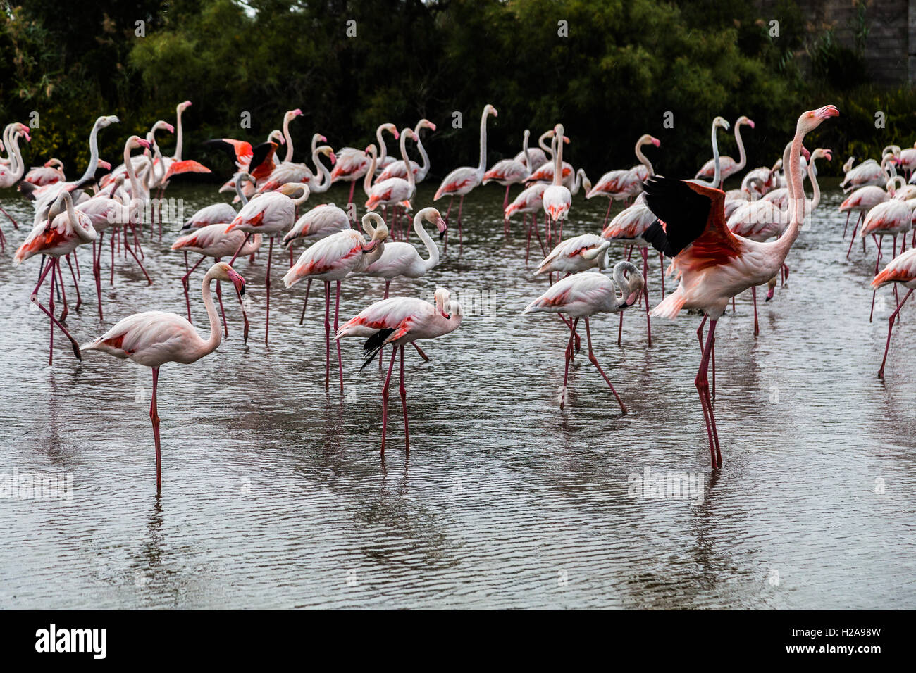 Flamingo habitat hi-res stock photography and images - Alamy