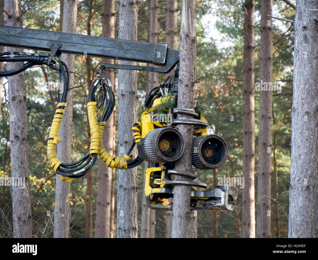 UK, England, Surrey, Forest pines logging Stock Photo - Alamy