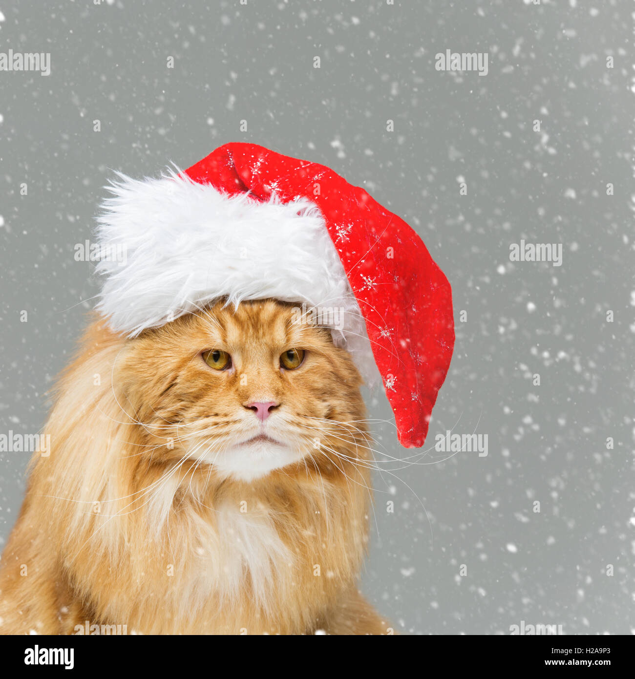 Big ginger cat in christmas hat Stock Photo - Alamy