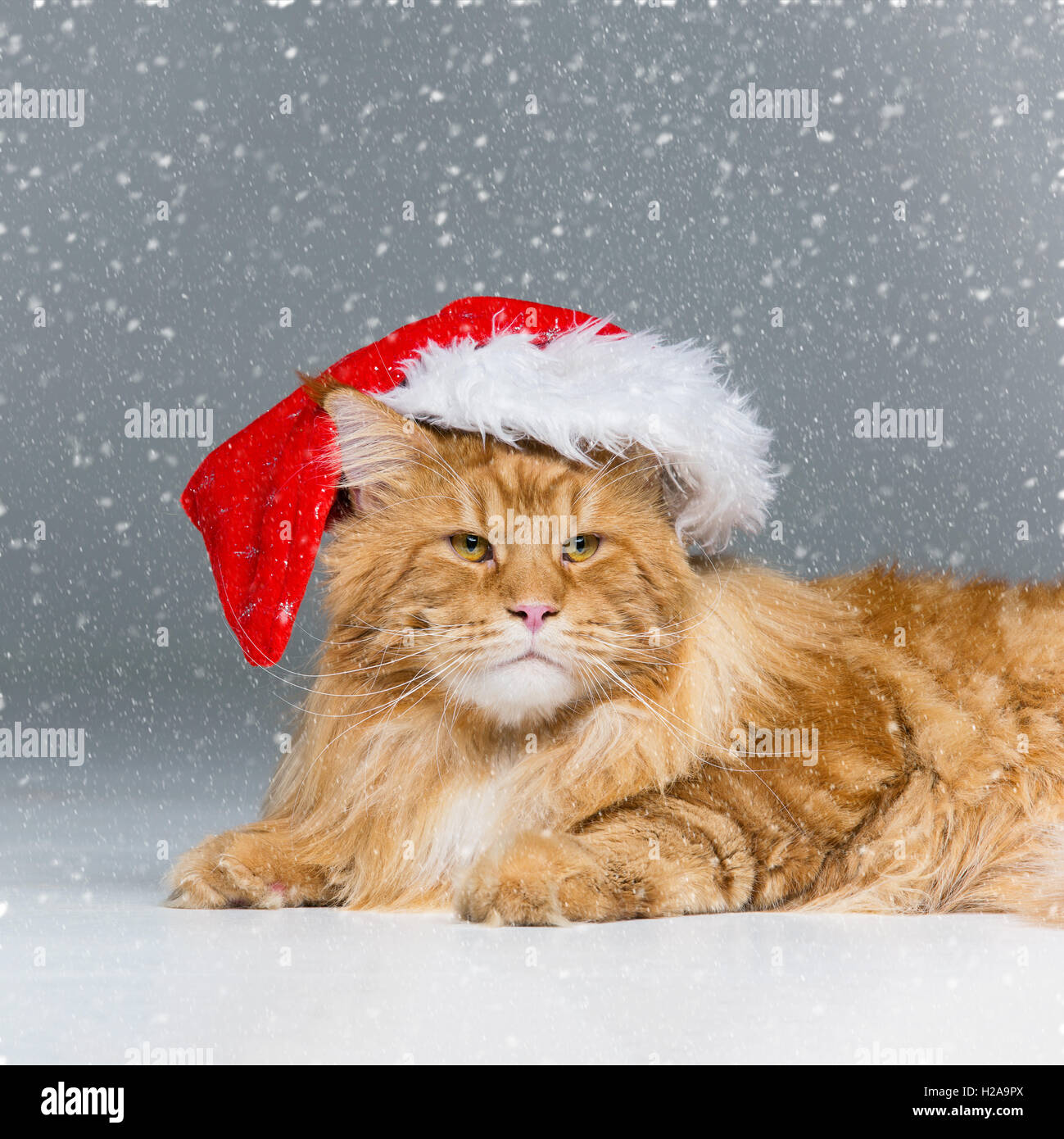 Big ginger cat in christmas hat Stock Photo - Alamy