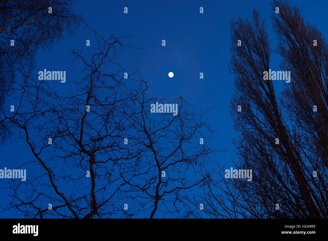 moon in trees Stock Photo - Alamy