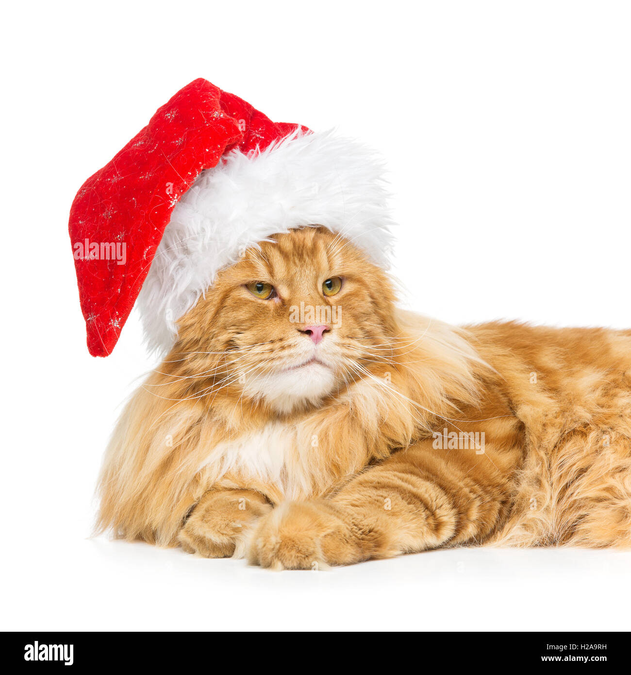 Big ginger cat in christmas hat Stock Photo - Alamy