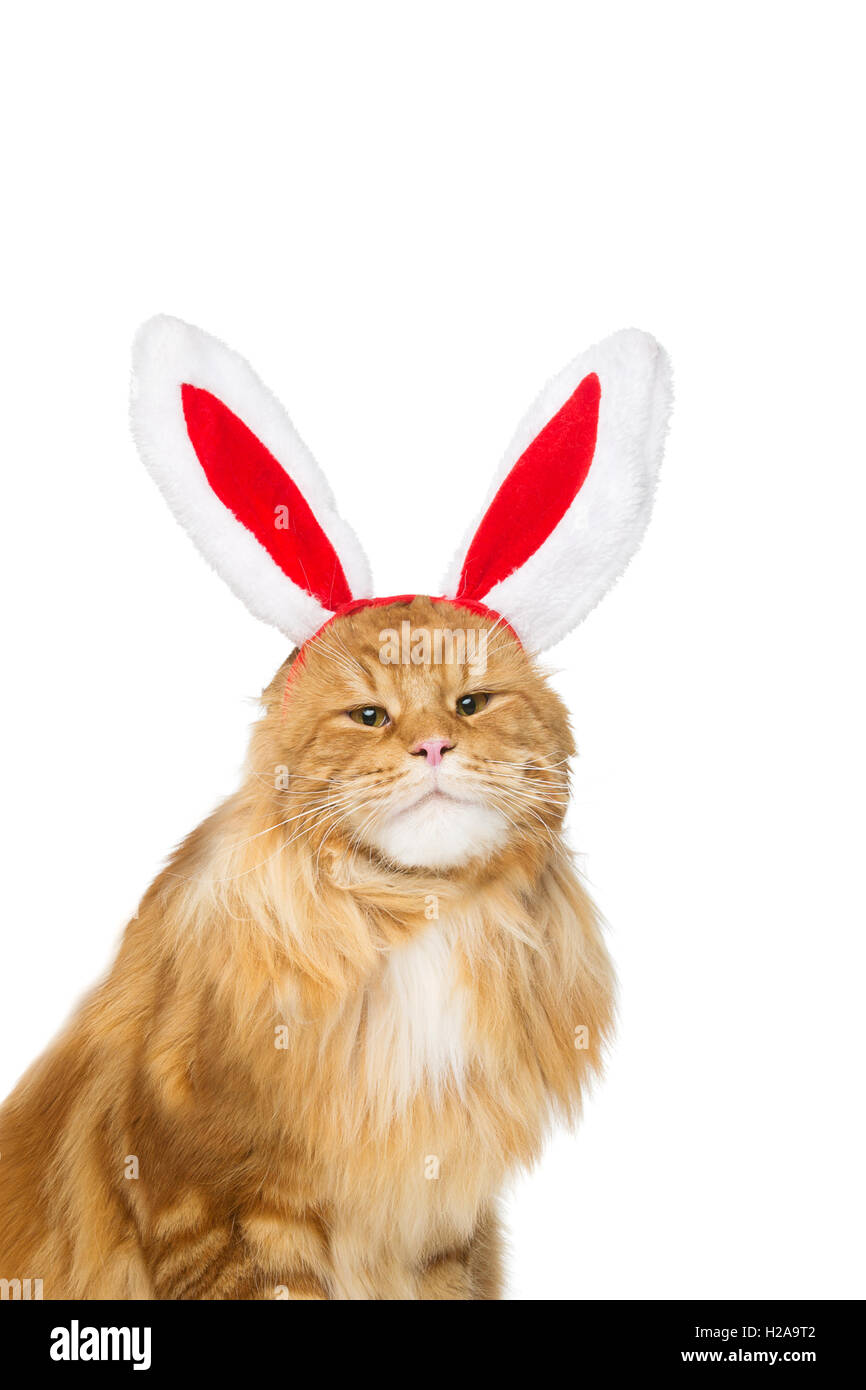 Big ginger cat in christmas rabbit ears head rim Stock Photo - Alamy