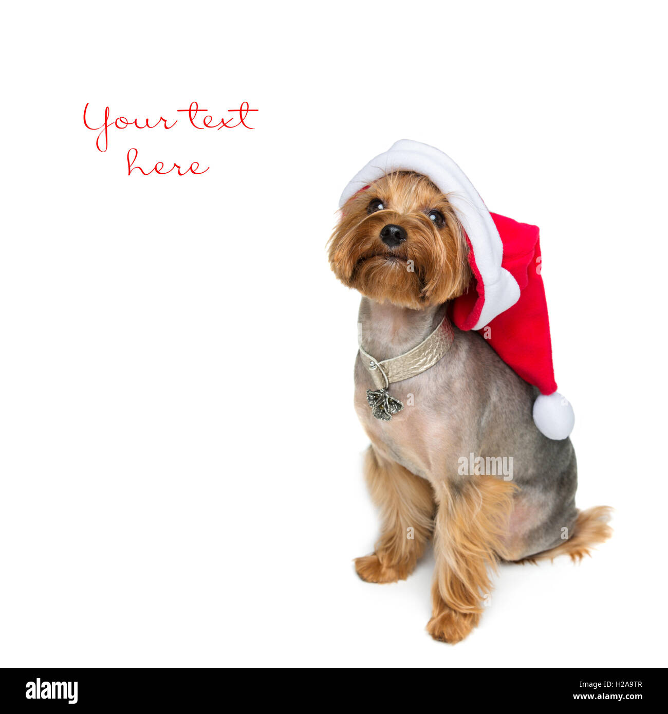 Yorkie in christmas hat hi-res stock photography and images - Alamy