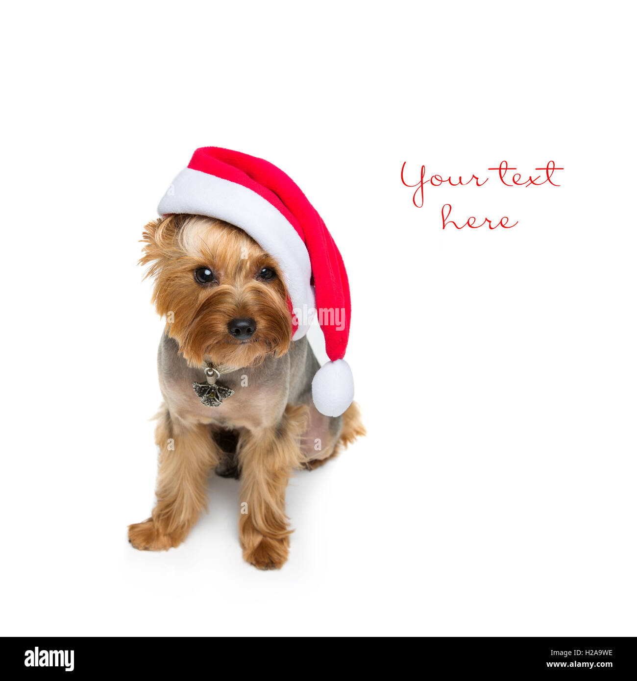 Yorkshire terrier dog in christmas cap Stock Photo - Alamy