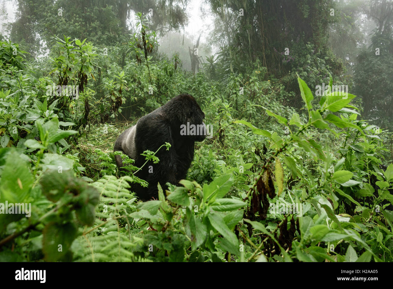 Gorilla side profile hi-res stock photography and images - Alamy