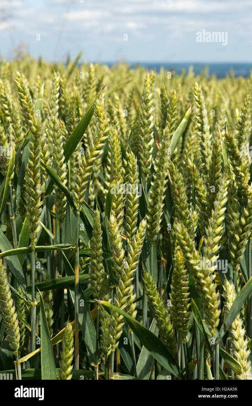 Ears of crop hi-res stock photography and images - Alamy