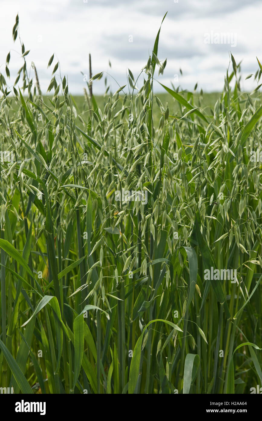 An oats crop in early green, uripe ear, Berkshire, July Stock Photo - Alamy