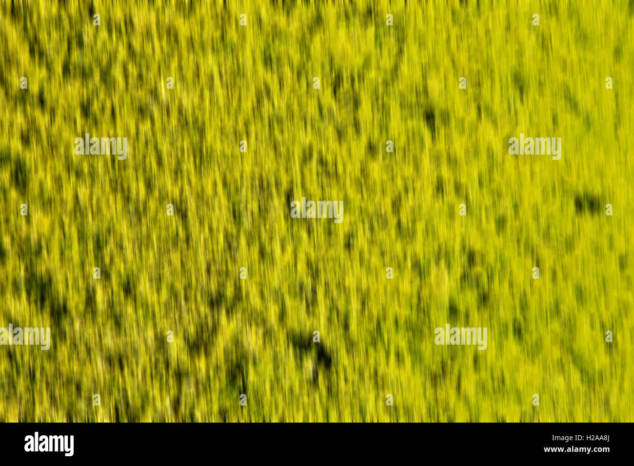 blur and grass plant in iran the green garden Stock Photo - Alamy