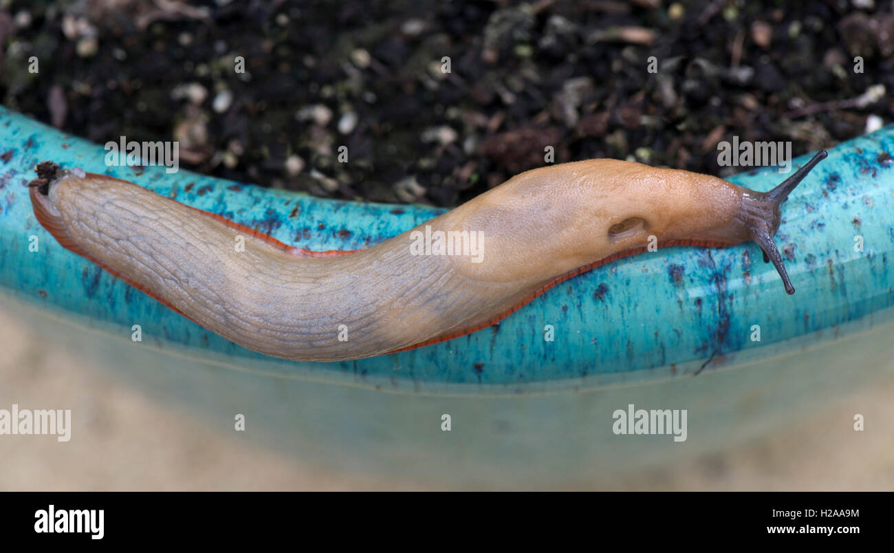 Spanish slug, Arion vulgaris, beige with orange skirt, moving forward ...