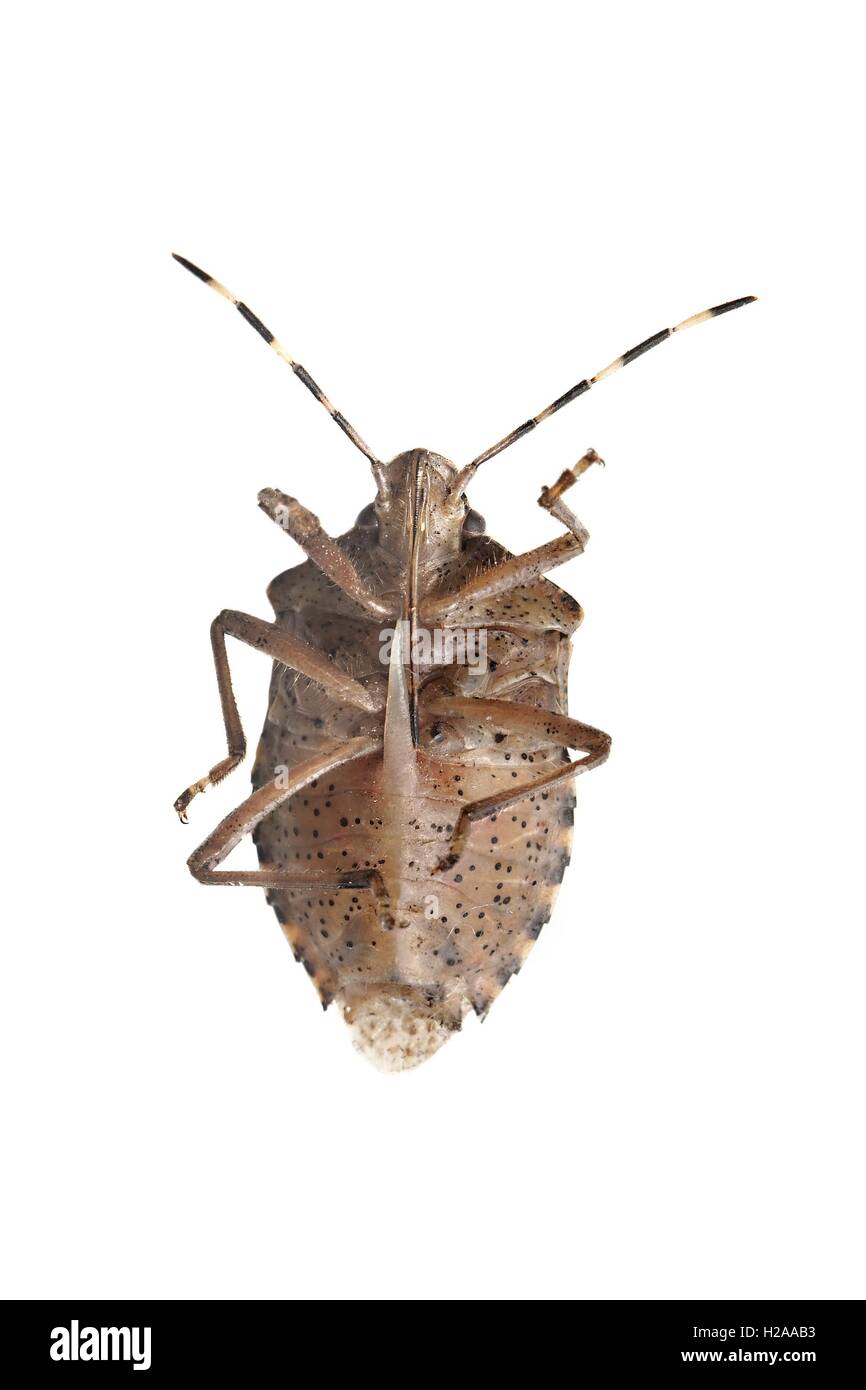 Stink bug closeup Stock Photo - Alamy