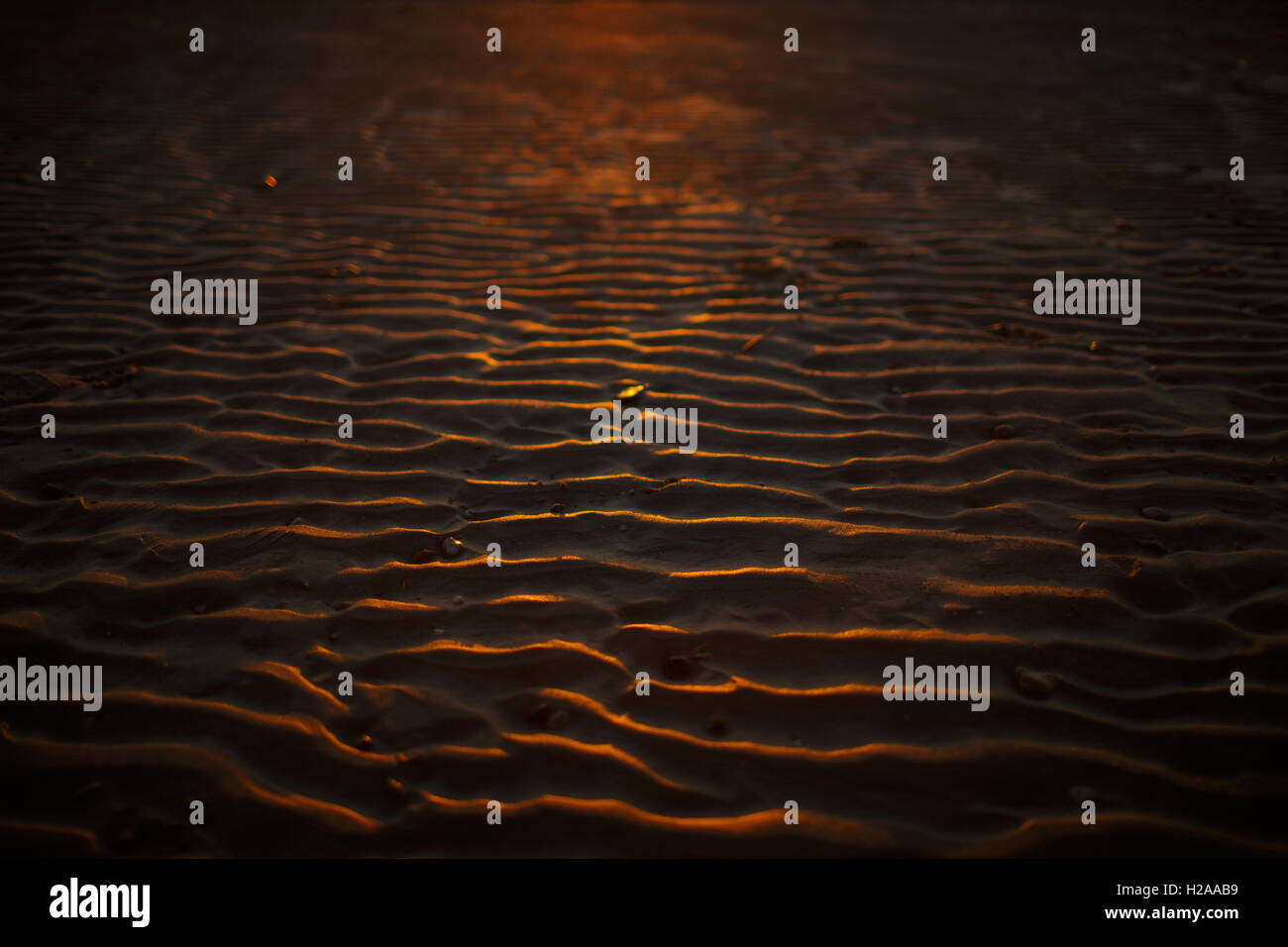 Ripple marks of sand on a beach or sea floor at sunset Stock Photo - Alamy