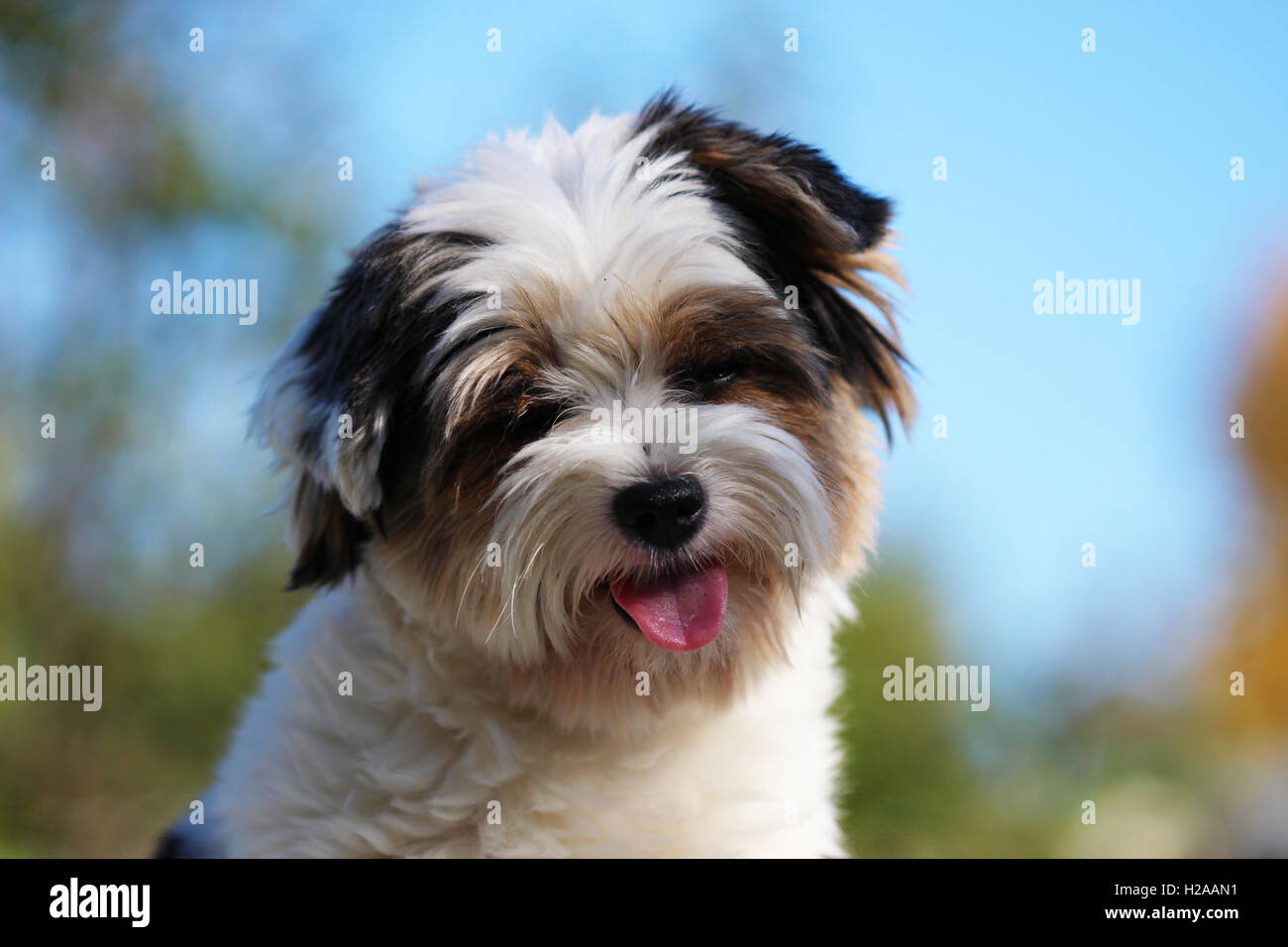 Portrait of a cute little puppy tricolor Stock Photo - Alamy