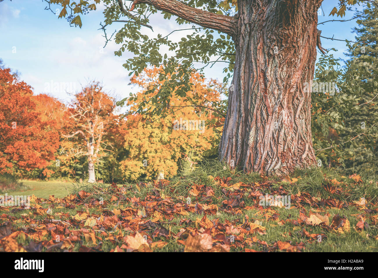 Lush green leaves beneath hi-res stock photography and images - Alamy