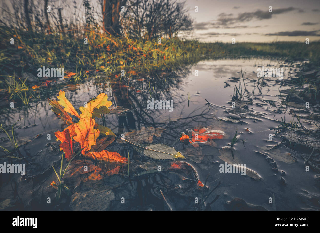 Autumn puddle dry leaves reflection hi-res stock photography and images - Alamy