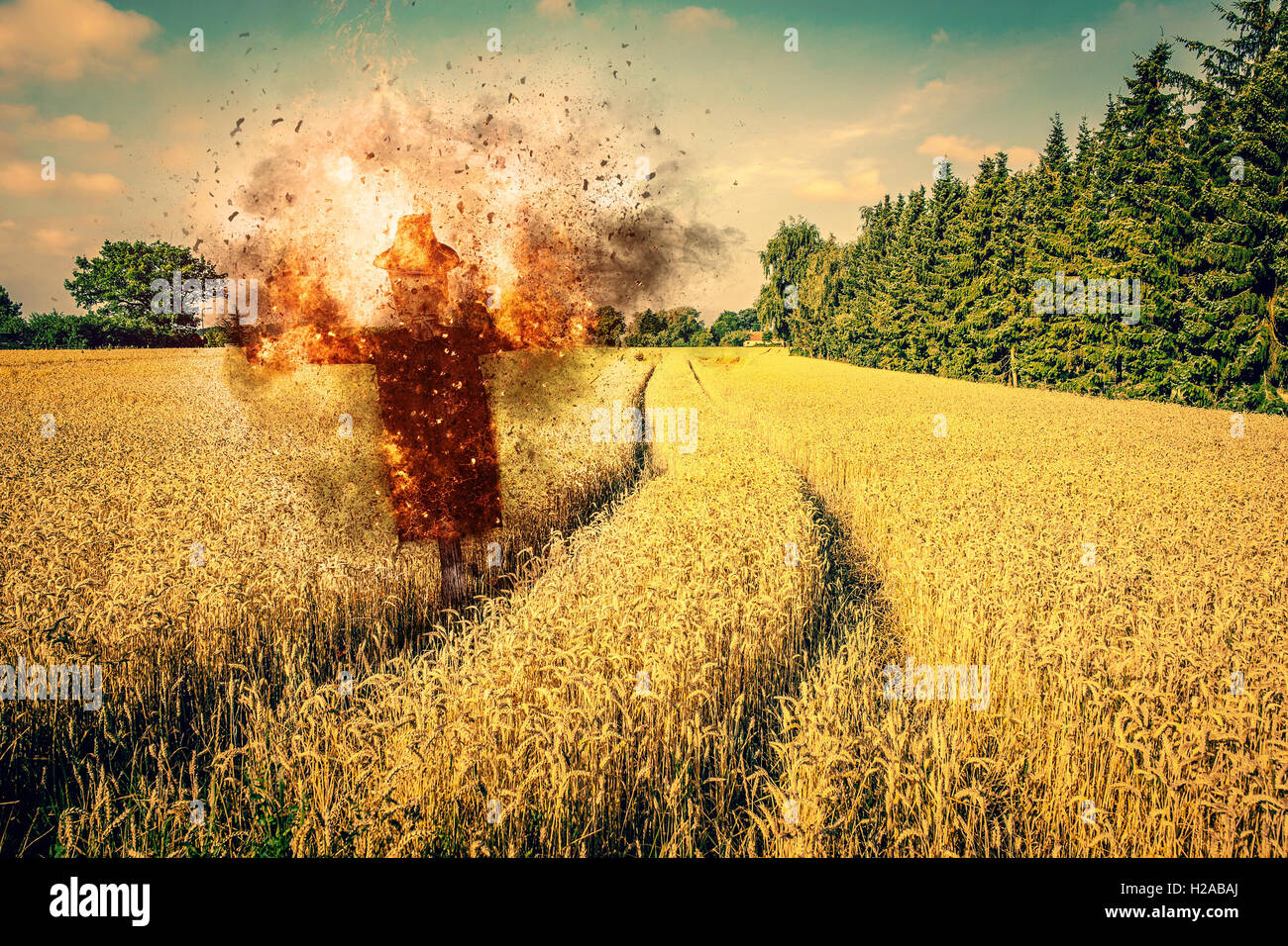 Scarecrow on fire on a field with dry grain Stock Photo - Alamy