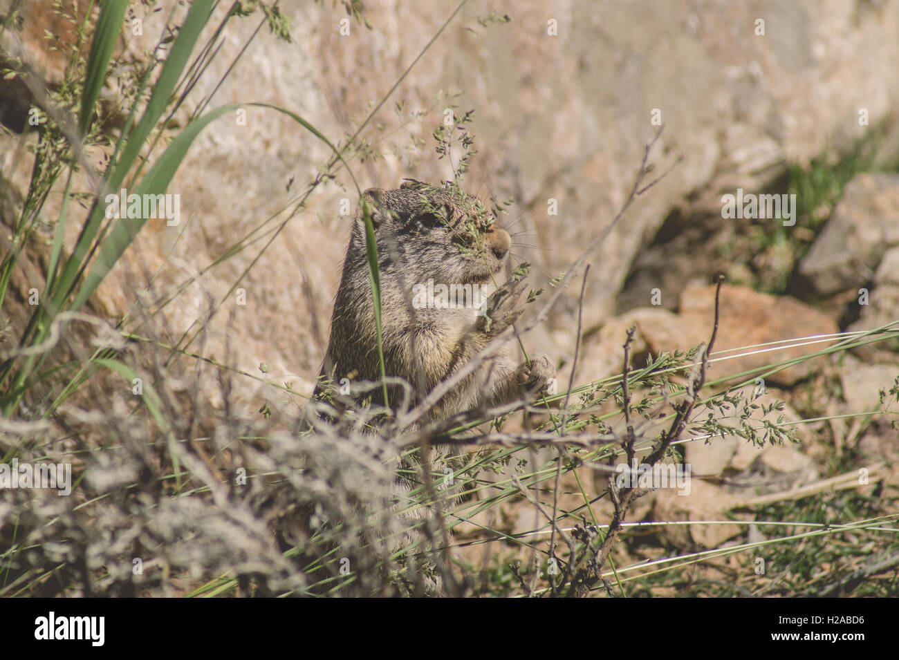 Columbia ground squirrel urocitellus hi-res stock photography and ...