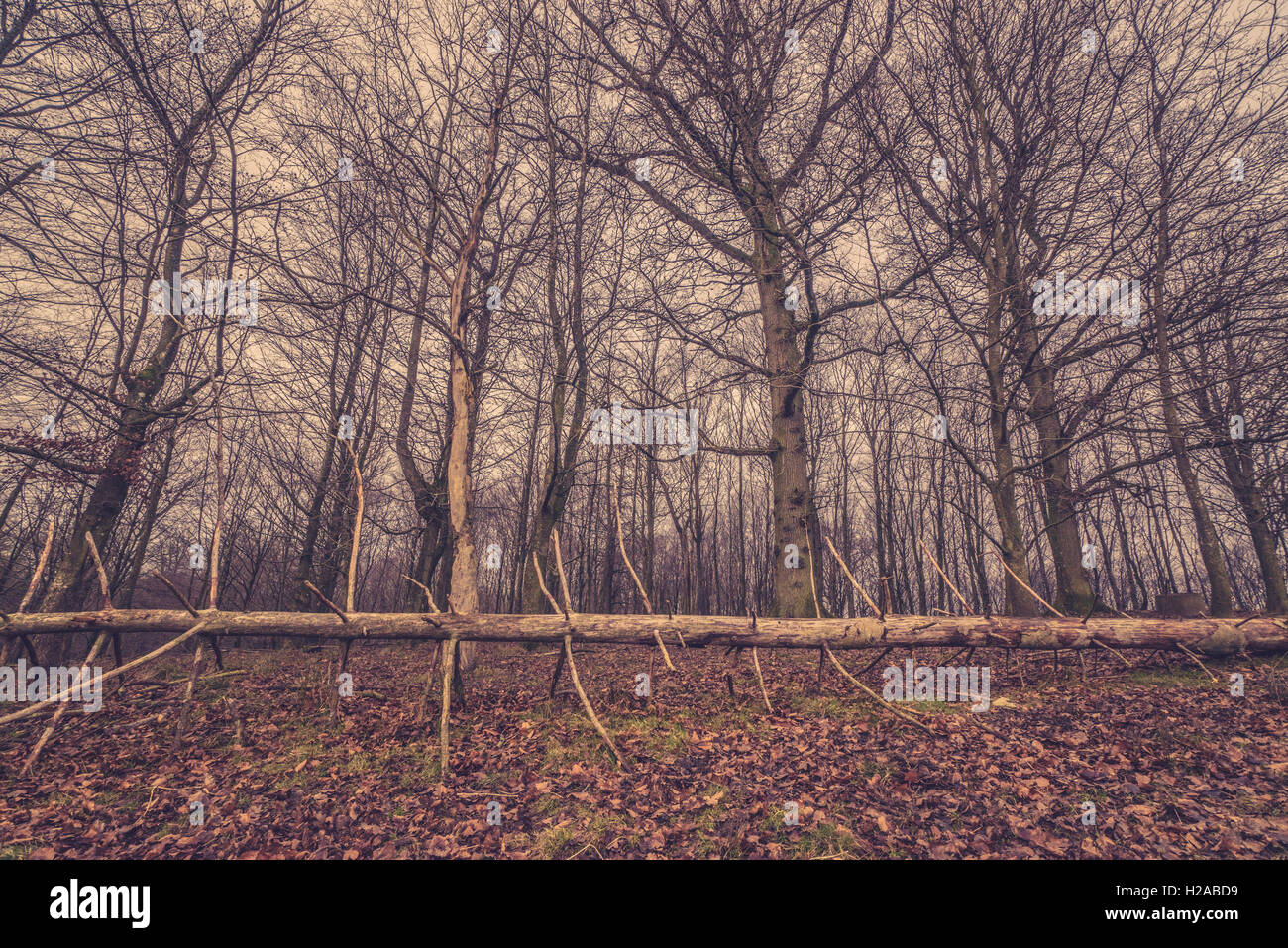 Tree with many twigs in a forest in the fall Stock Photo - Alamy