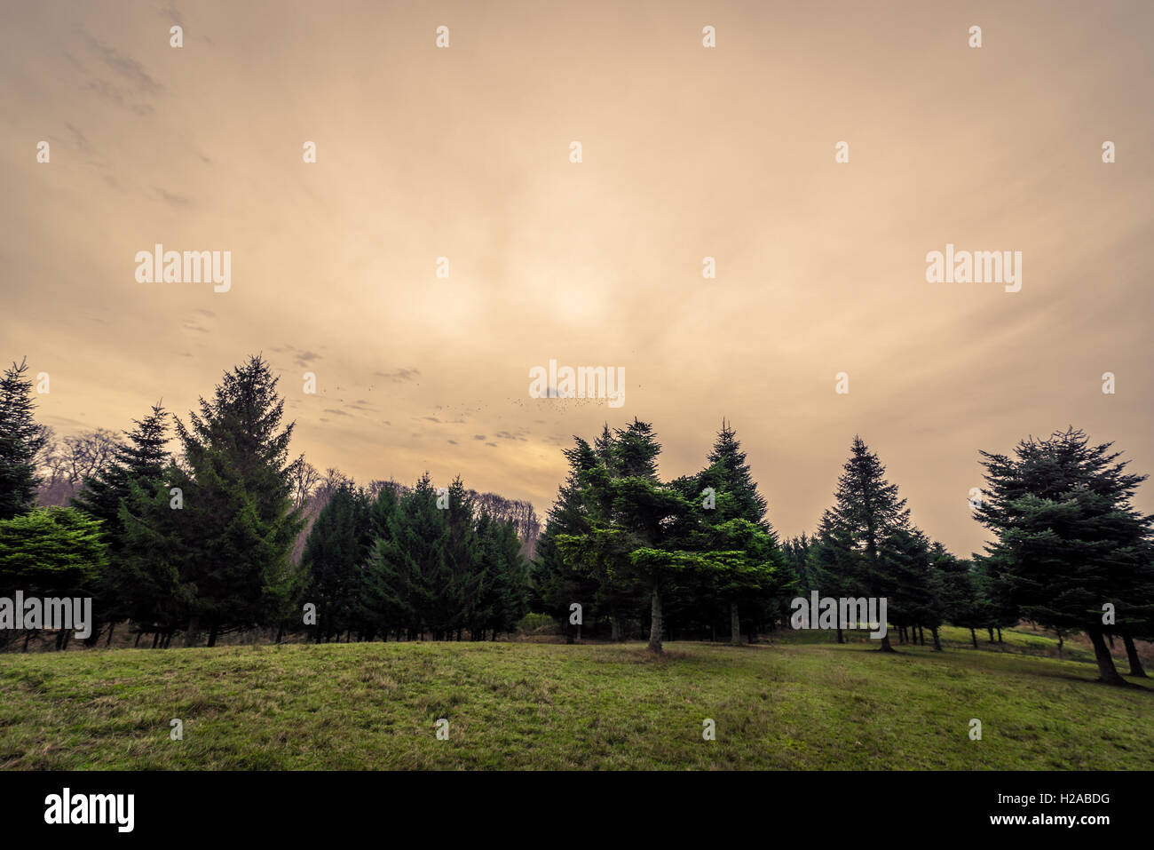 Pine trees on a field at dawn in autumn Stock Photo - Alamy