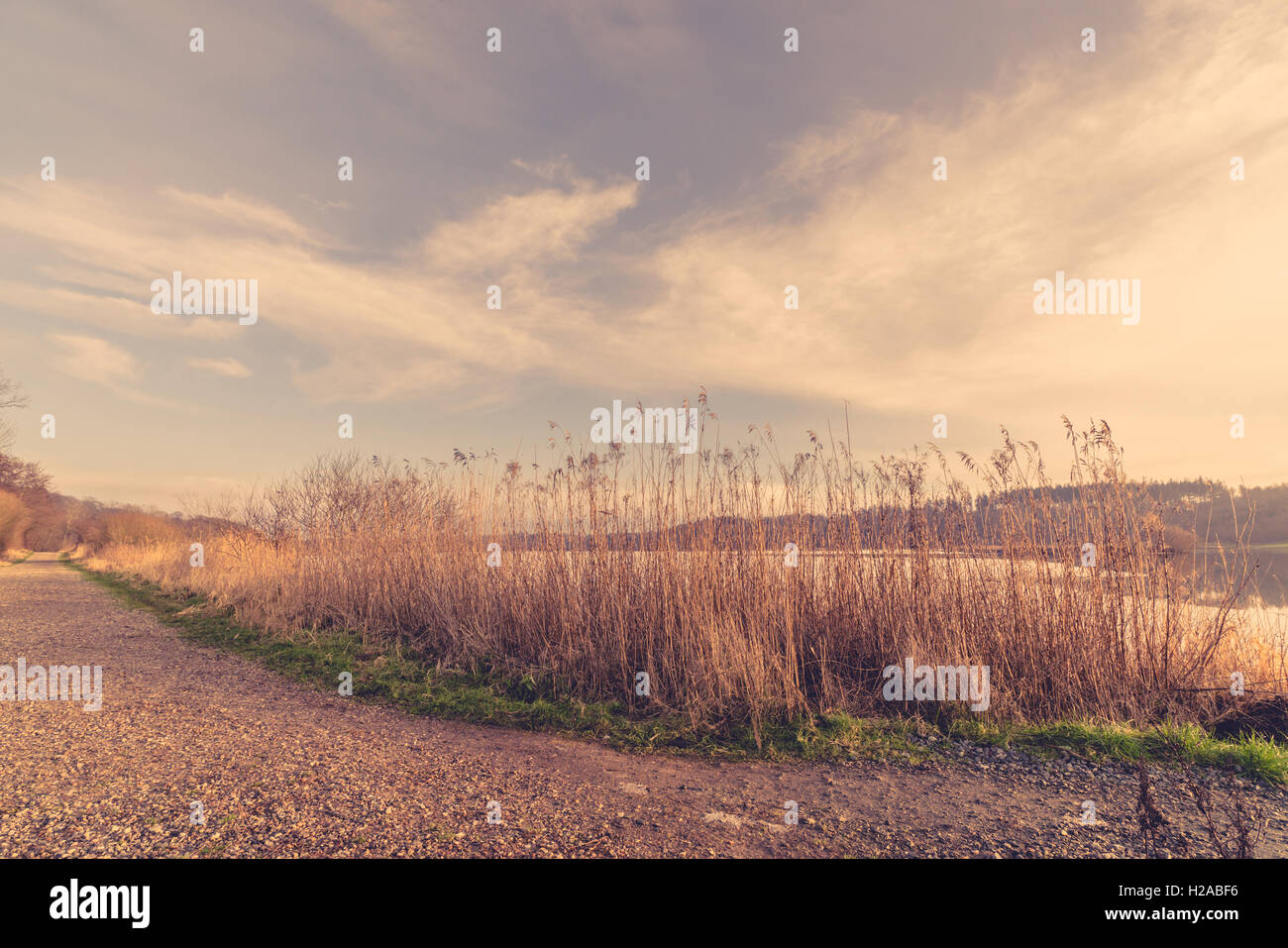 Reeds near beautiful lake hi-res stock photography and images - Alamy