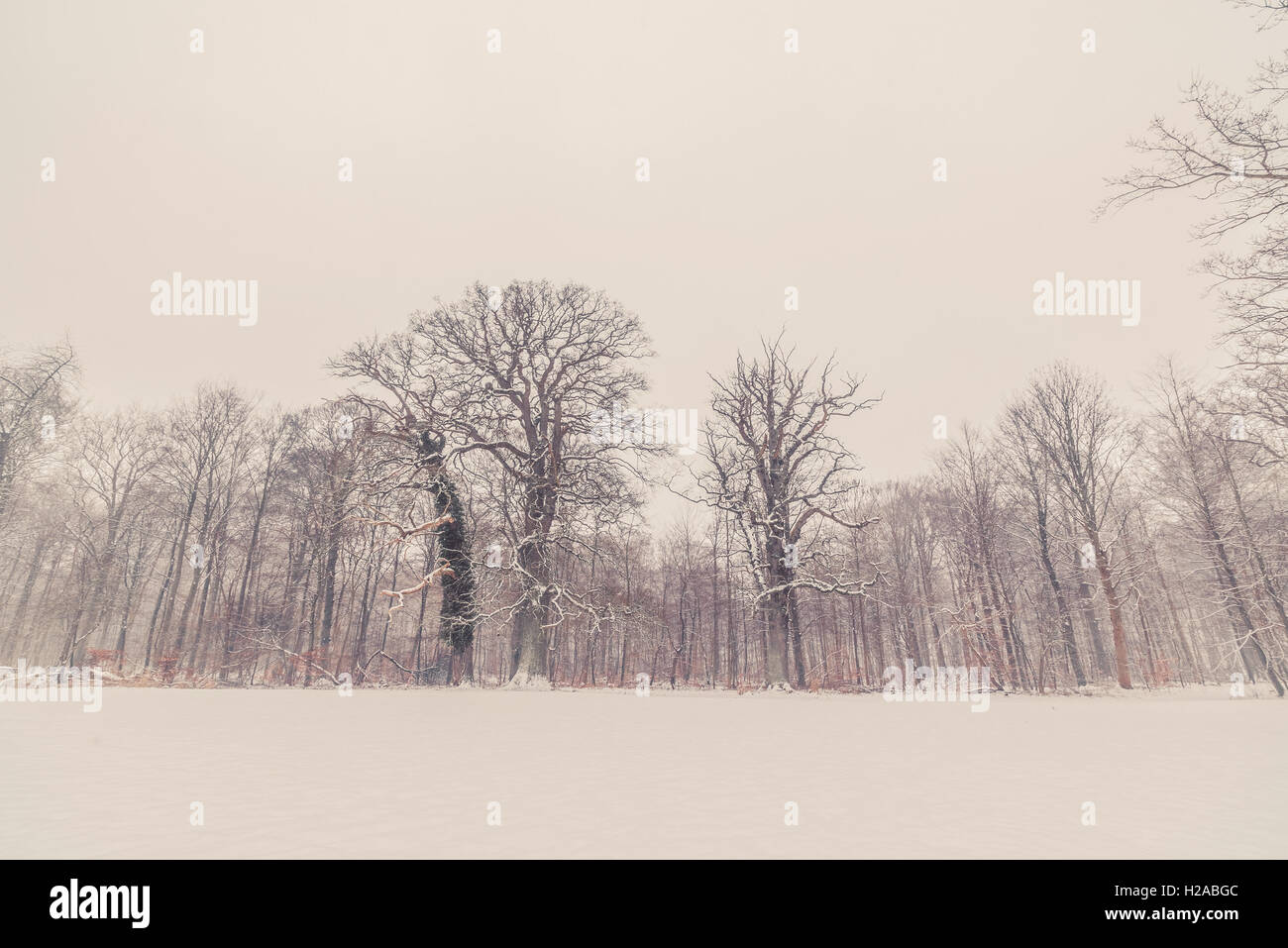 Trees in a winter landscape with snow Stock Photo - Alamy
